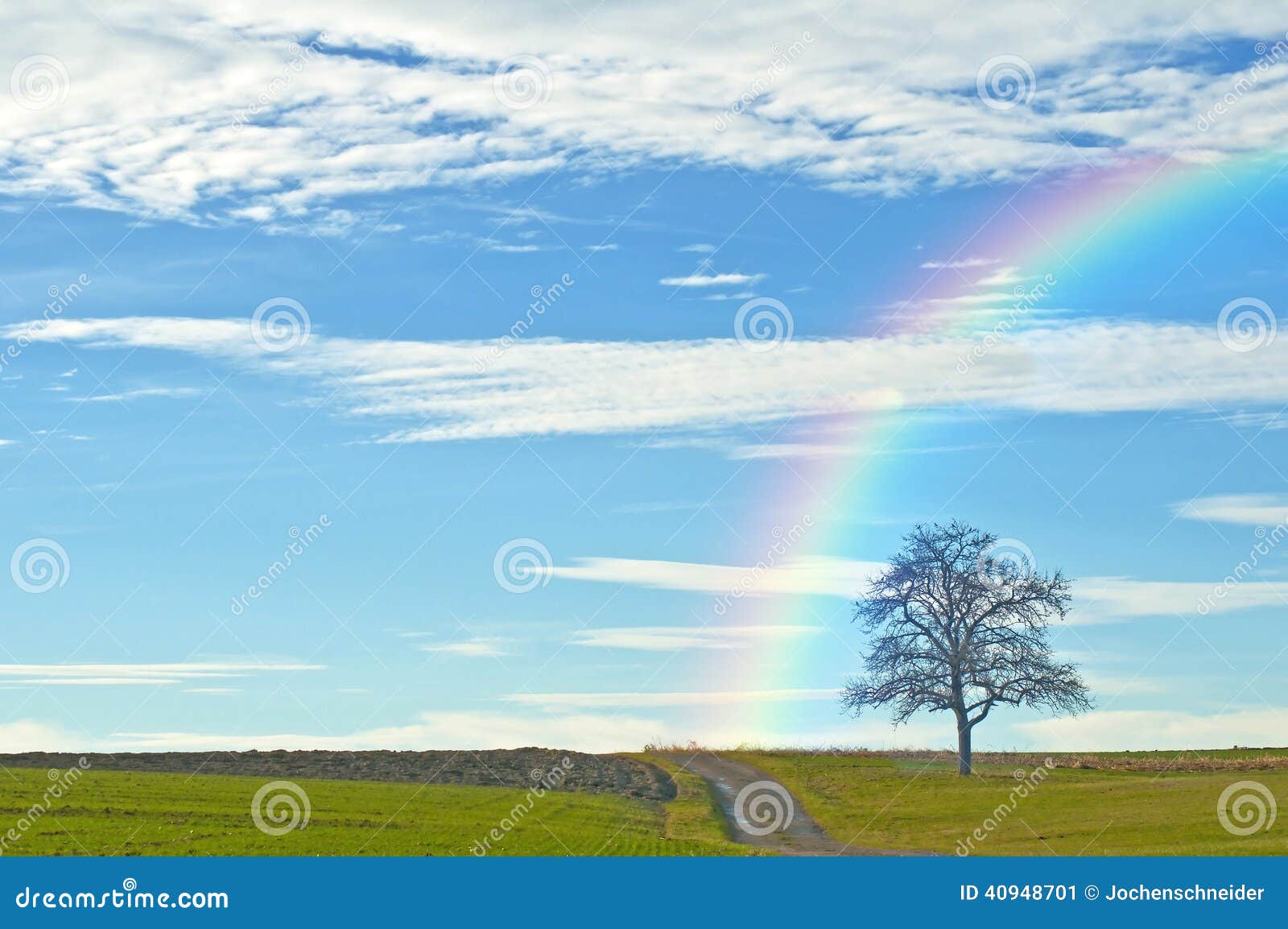 Bald Tree with Way and Rainbow Stock Image - Image of environment ...