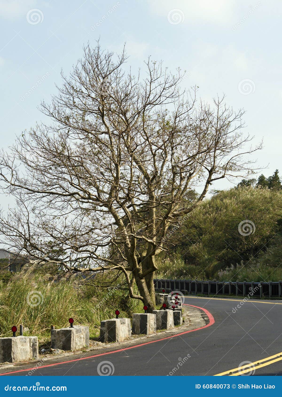Bald tree on winter raod stock image. Image of park, taiwan - 60840073
