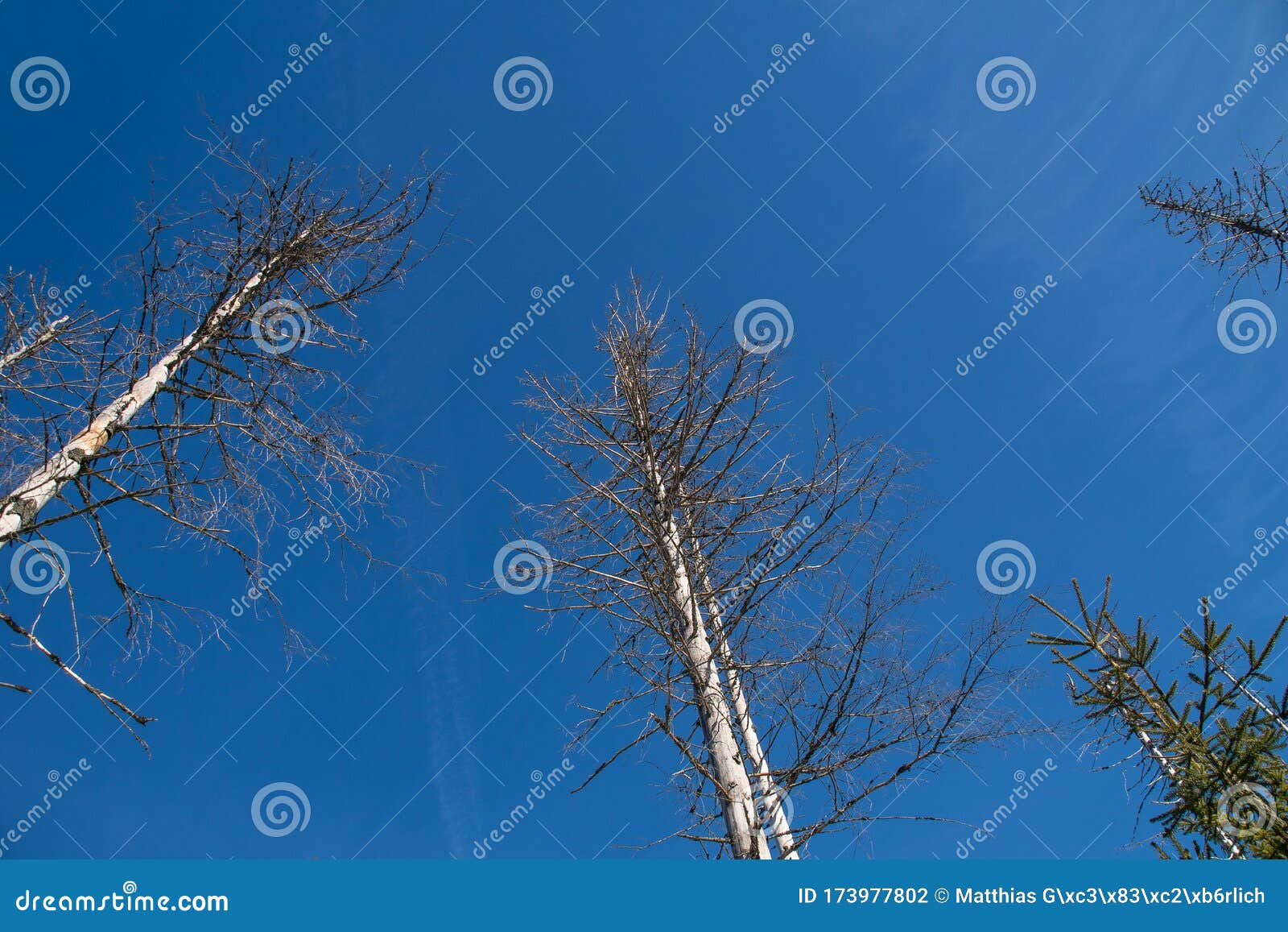Bald Trees after Bark Beetle Attack with Blue Background in German ...