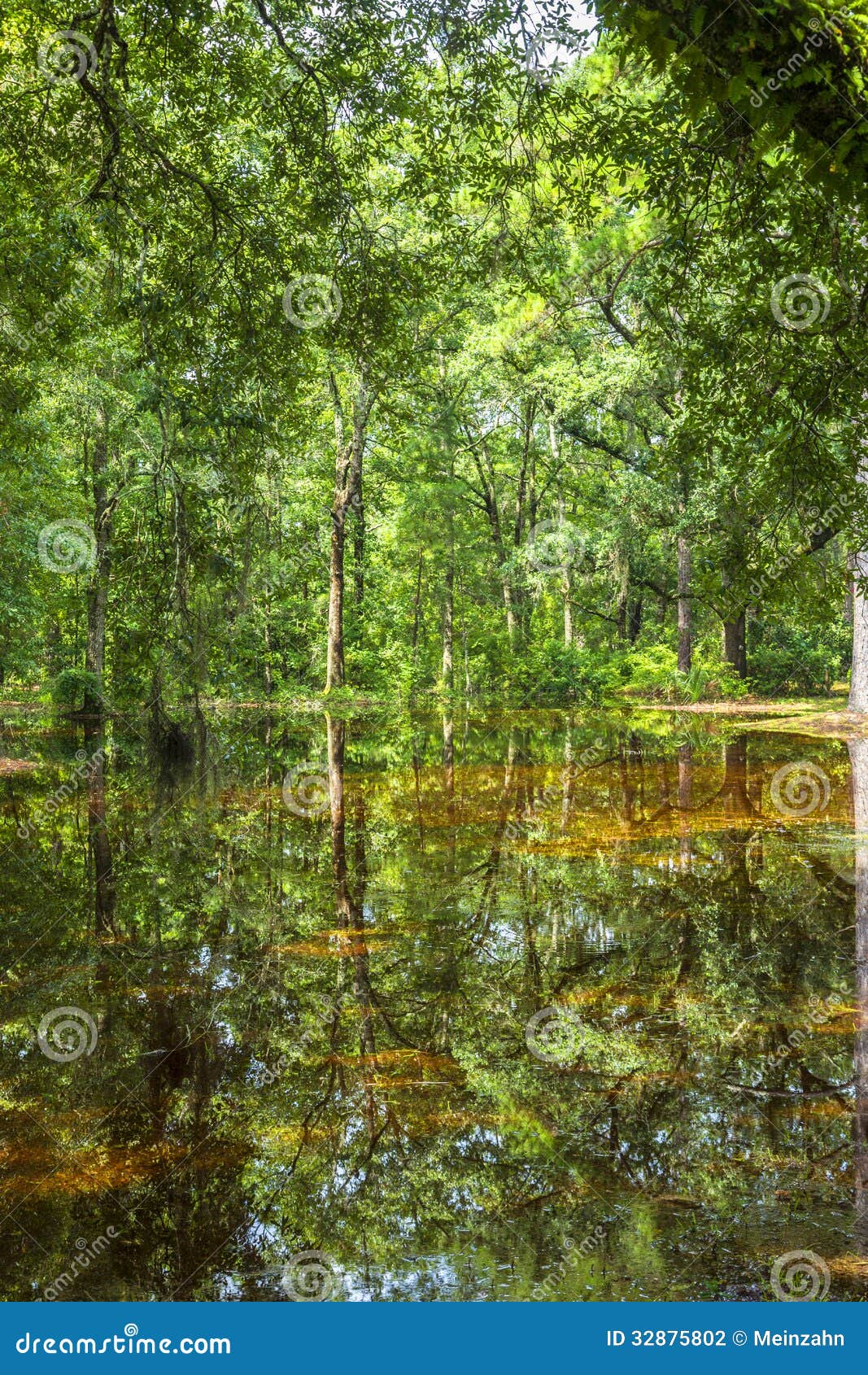 Bald Trees Reflecting in the Water Stock Photo - Image of mangroves ...