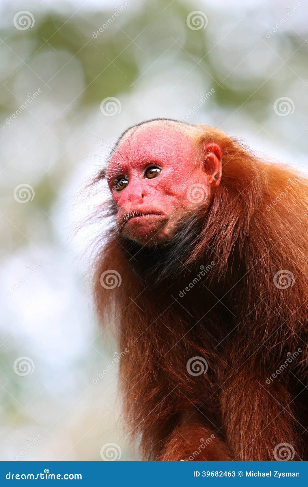 Bald Uakari Monkey stock image. Image of forest, amazon - 39682463