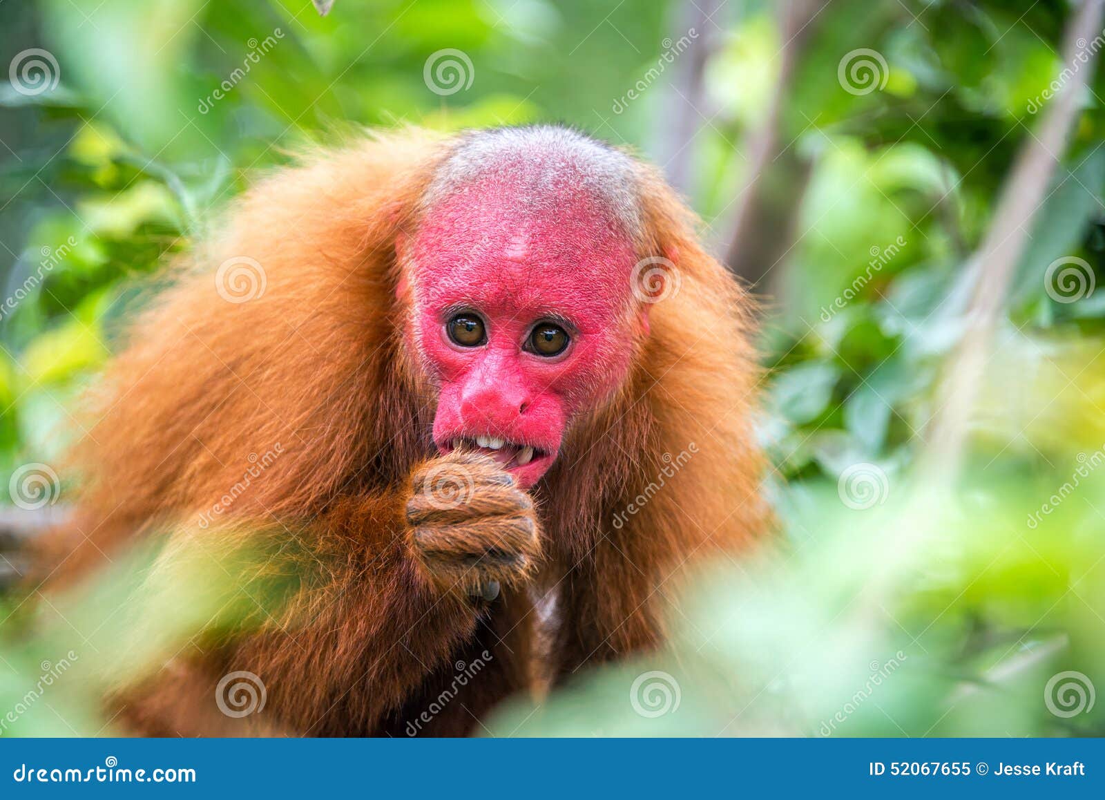 Bald Uakari Monkey stock image. Image of animal, bald - 52067655