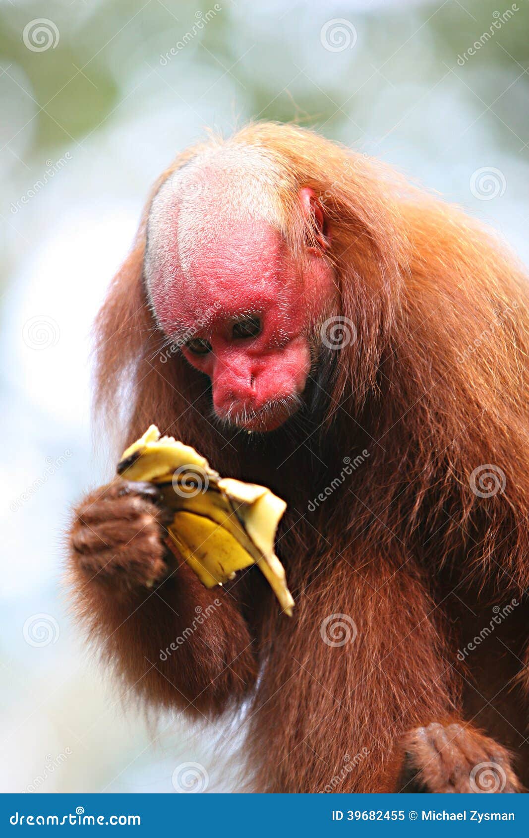 Bald Uakari stock image. Image of mammal, sciureus, rainforest - 39682455