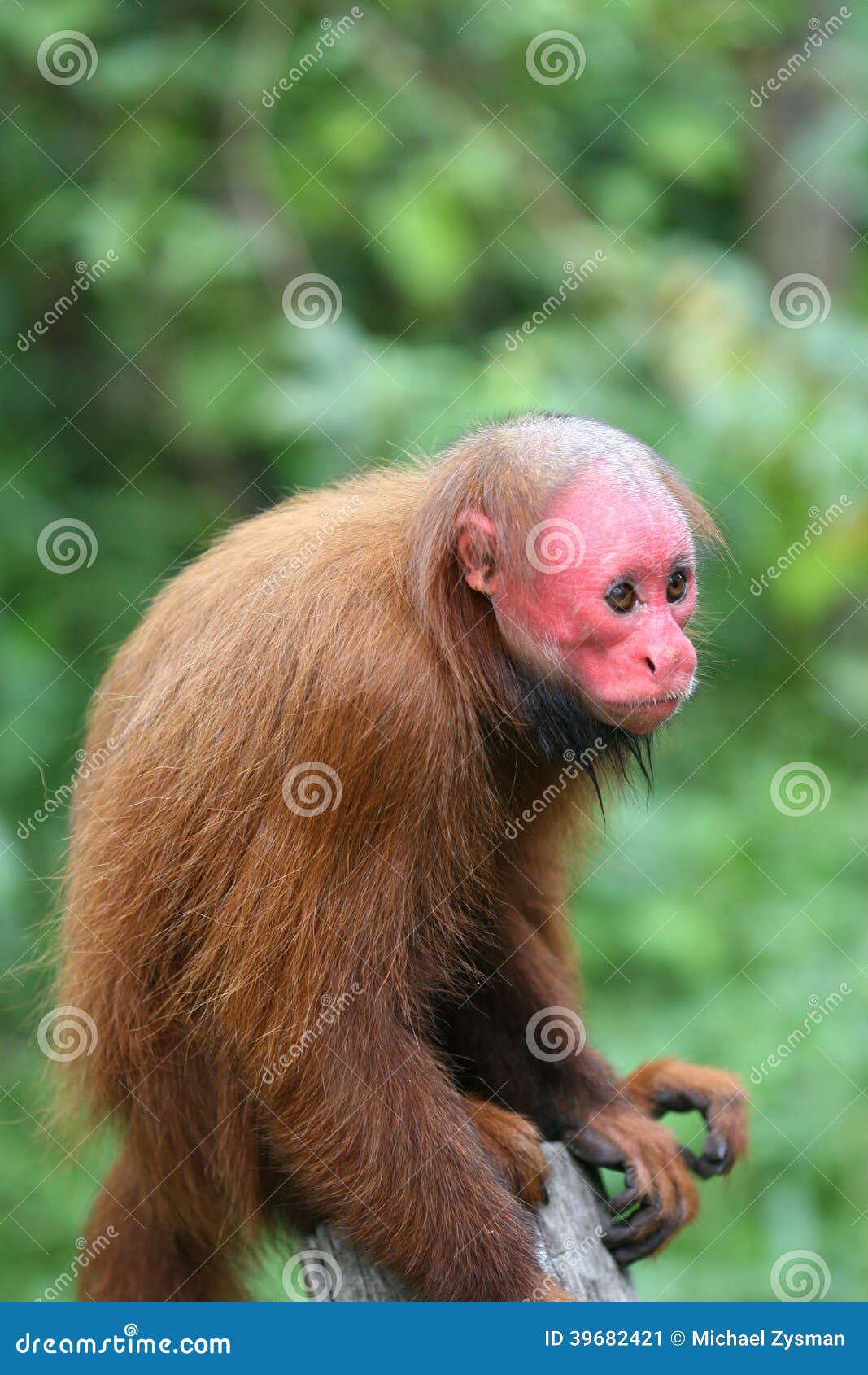 The Bald Uakari Monkey Stock Image | CartoonDealer.com #131786515