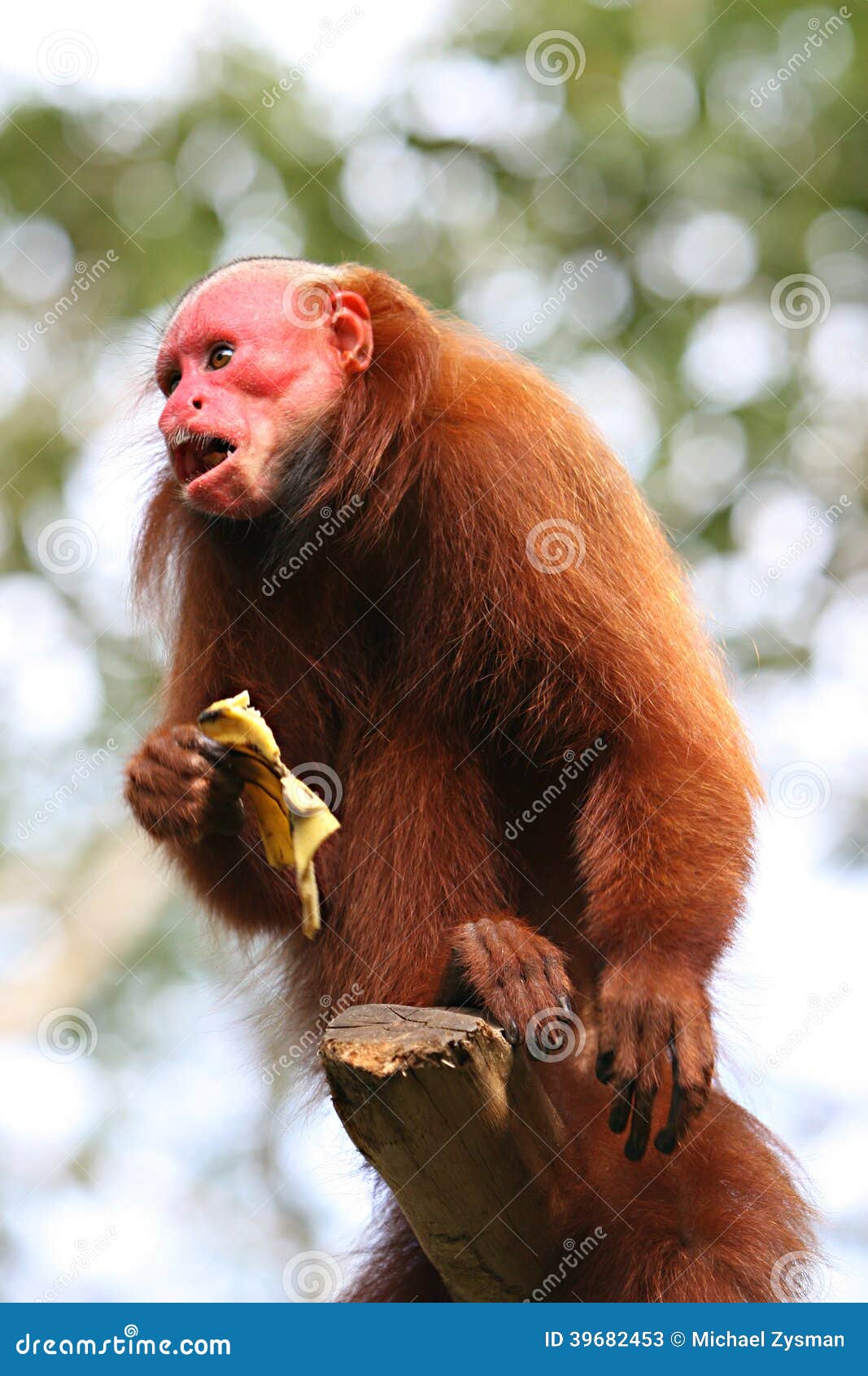 The Bald Uakari Monkey Stock Image | CartoonDealer.com #131786515