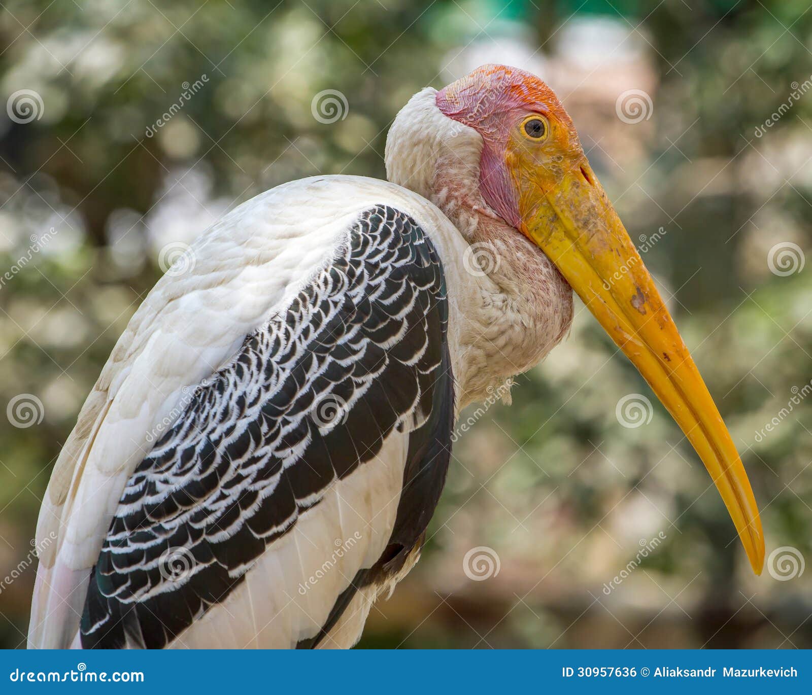 Baldheaded Stork in Mysore Zoo Stock Photo - Image of bird, national ...