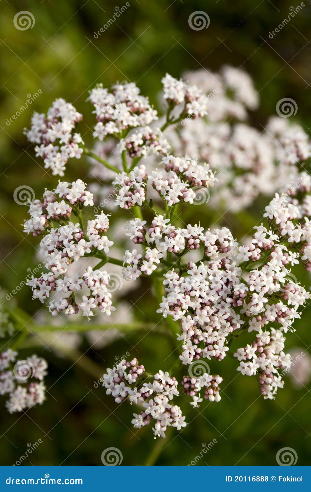 Baldrian (Valeriana Officinalis) Stockfoto - Bild von botanik ...