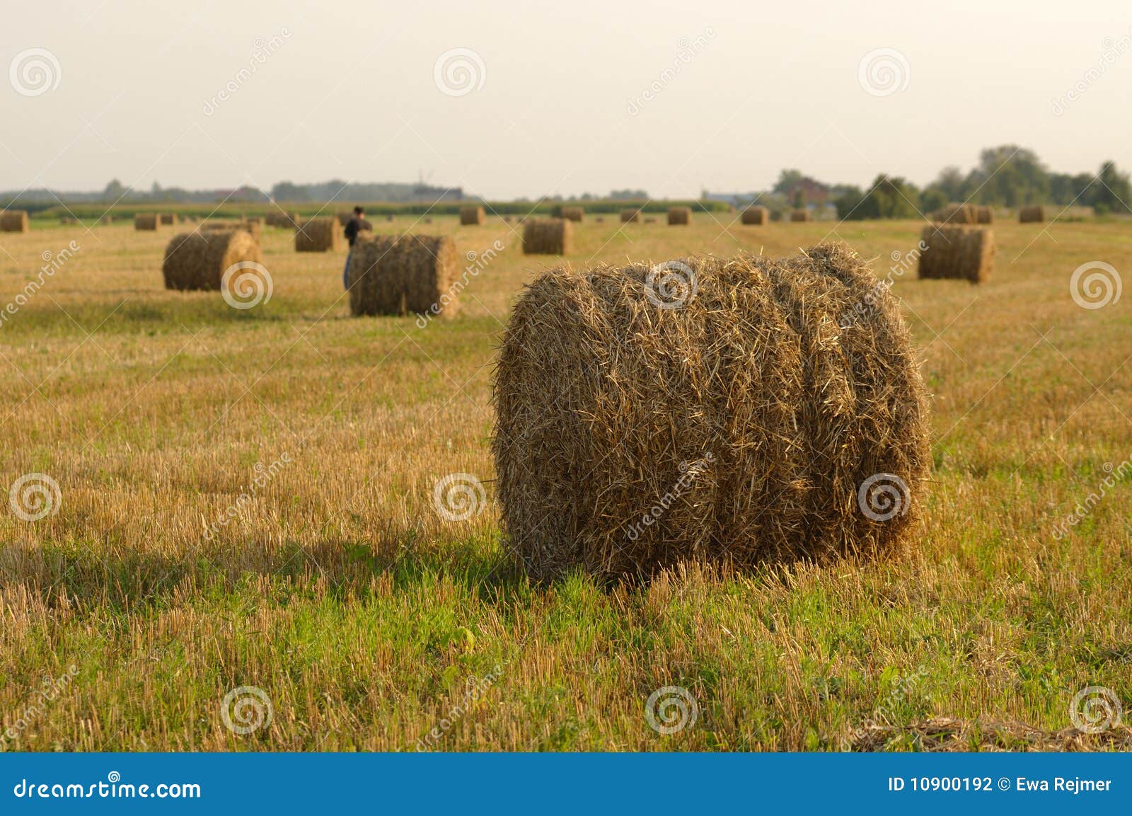 Bale stock photo. Image of meadow, countryside, agriculture - 10900192
