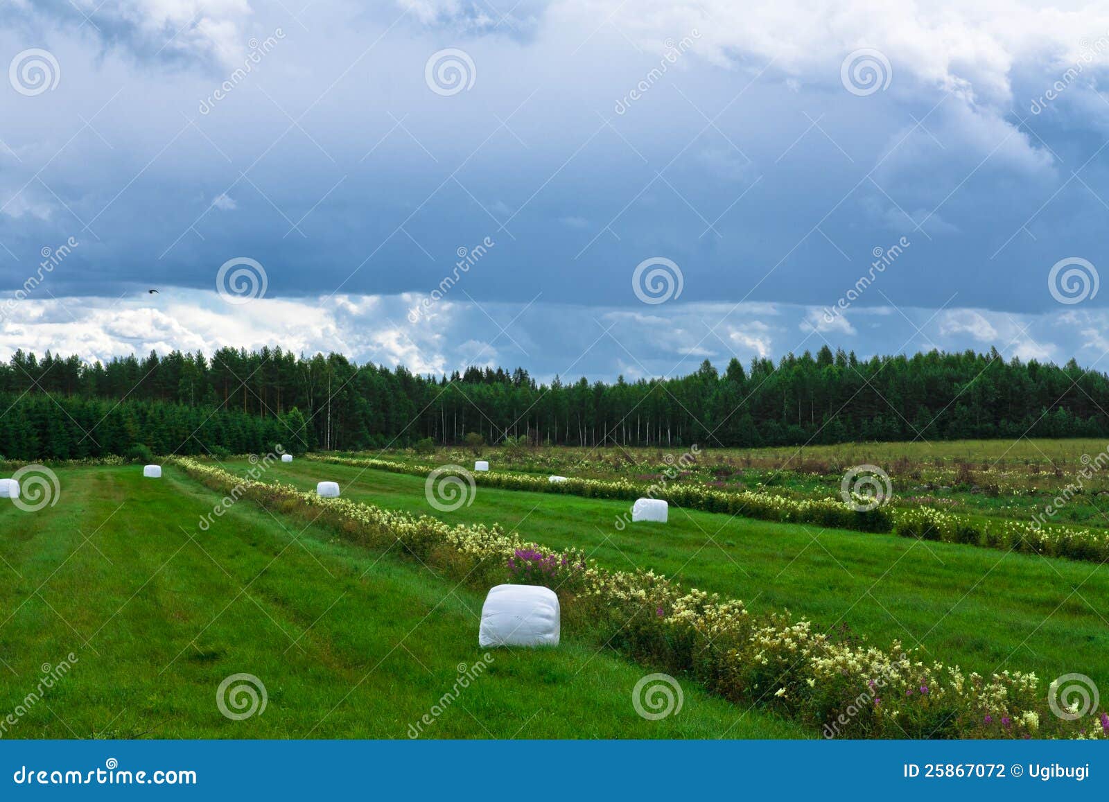 Bale of hale stock photo. Image of blue, colorful, environment - 25867072