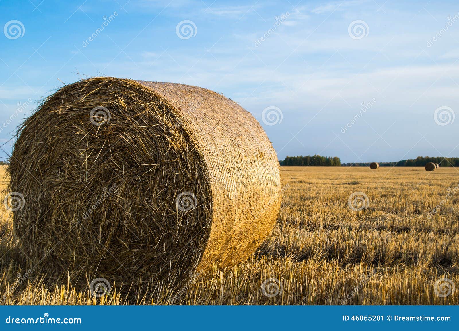 Bale hay on the field stock image. Image of ingathering - 46865201