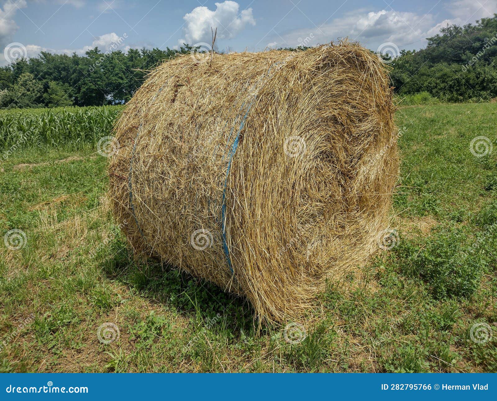 Bale of Hay on the Field in the Summer. in Maramures County, Romania ...
