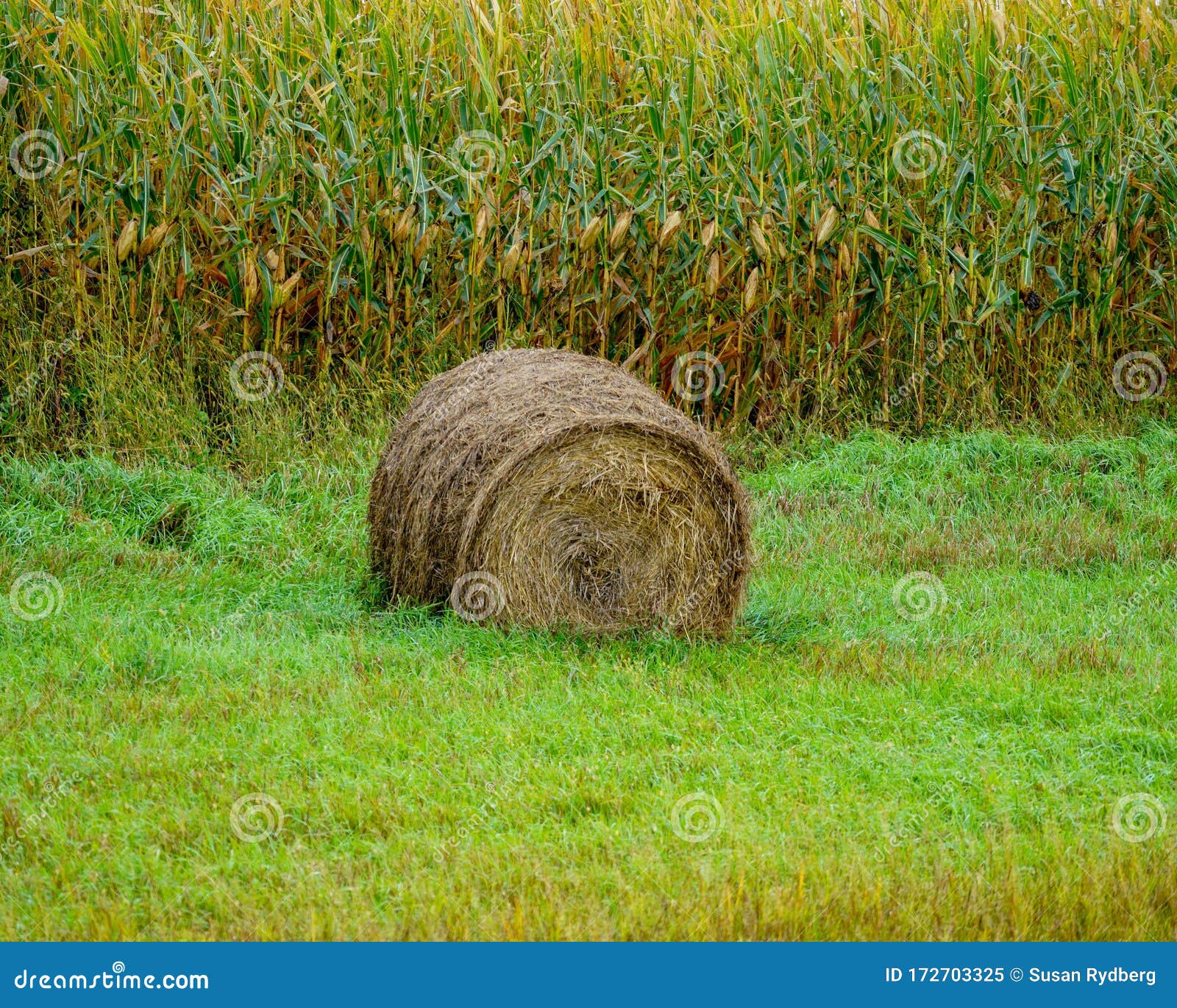 View of a Haystack on Green Grass with Crop Growing in Background Stock ...