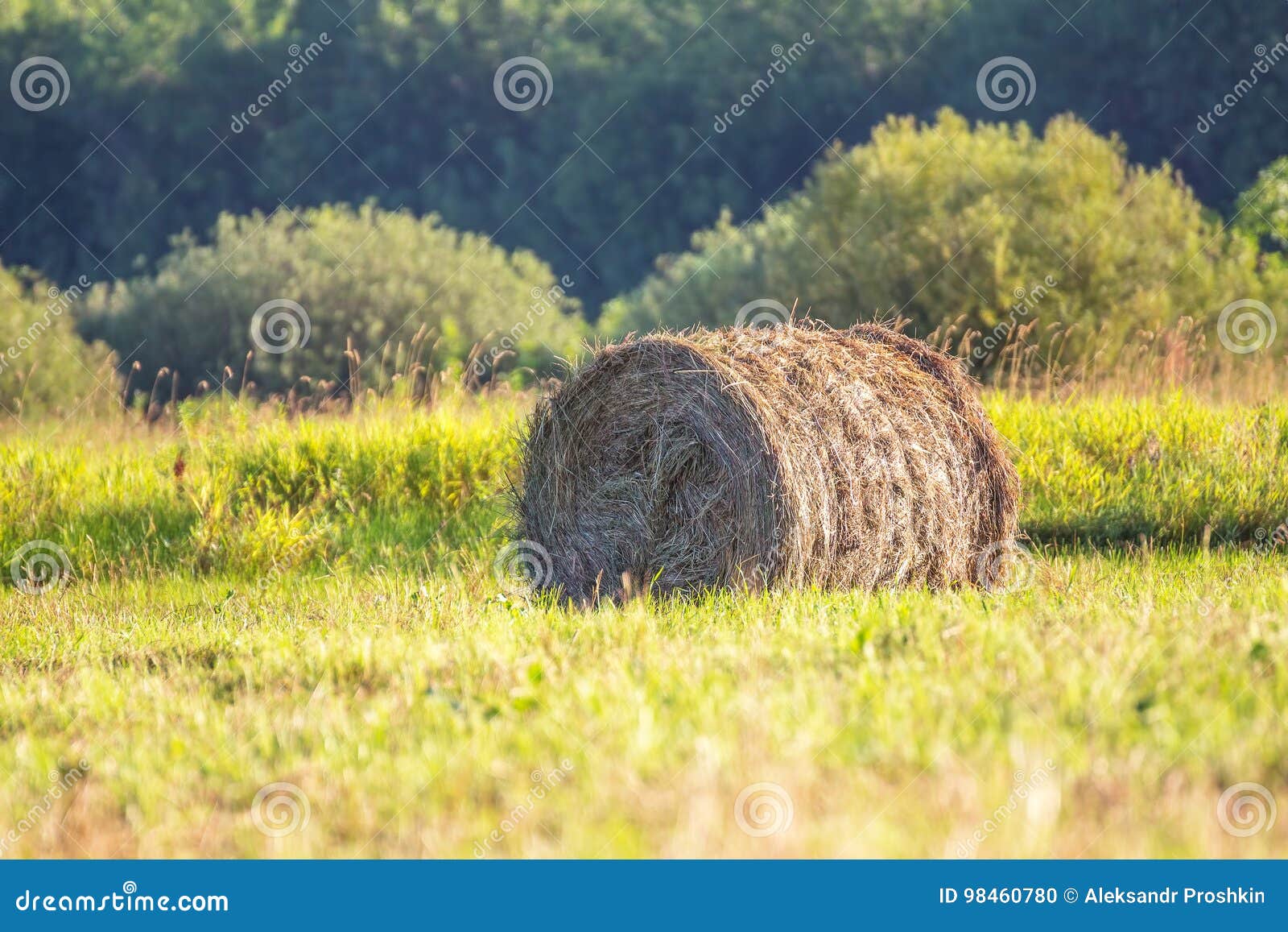 Bale of hay in the meadow stock photo. Image of environment - 98460780
