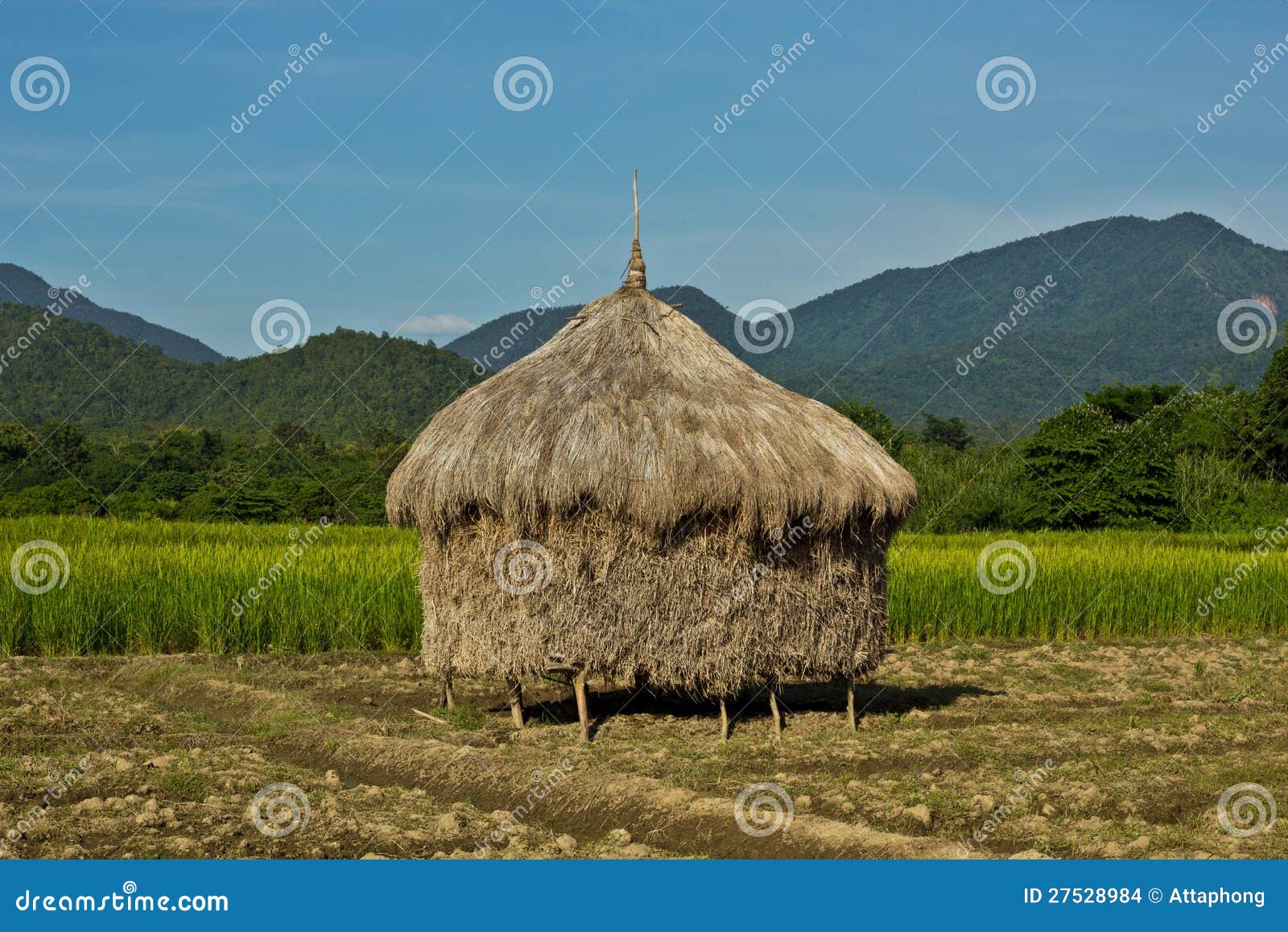 Bale of rice stock photo. Image of stalks, haystack, production - 27528984