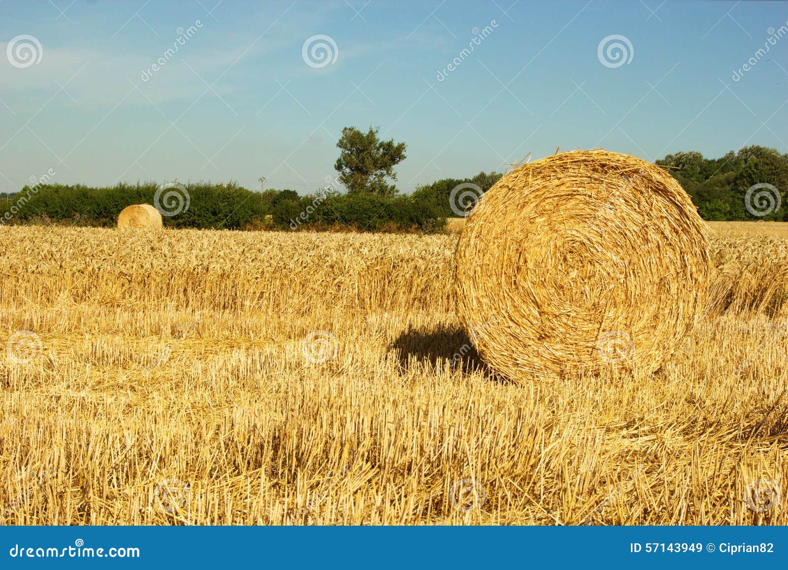 Bale of wheat strows stock image. Image of countryside - 57143949