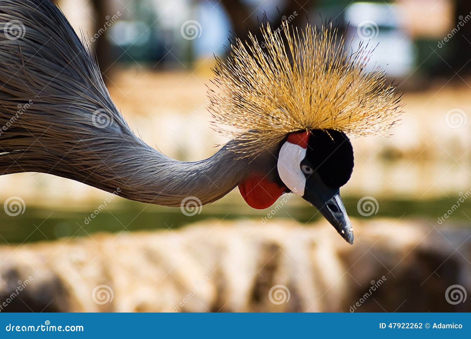 Balearica regulorum stockfoto. Bild von afrika, sonderkommando - 47922262
