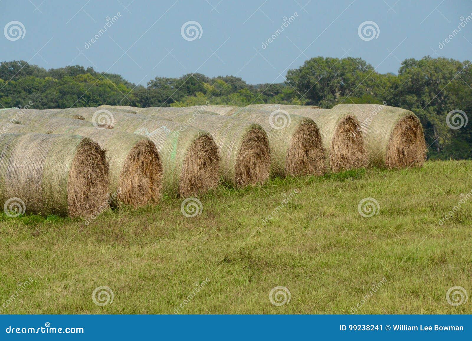 Baled Hay stock image. Image of green, country, farm - 99238241