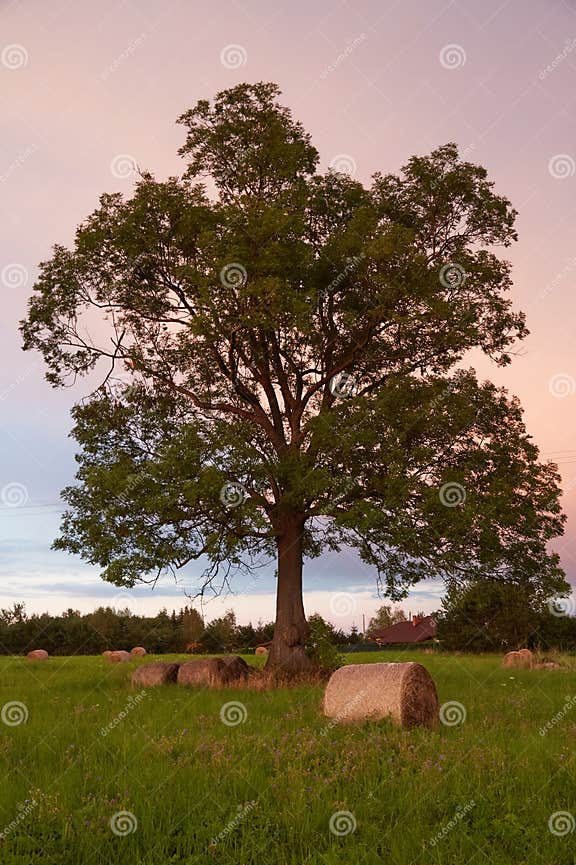 Baled Hay Under a Large Tree, in a Meadow or Pasture Stock Image ...