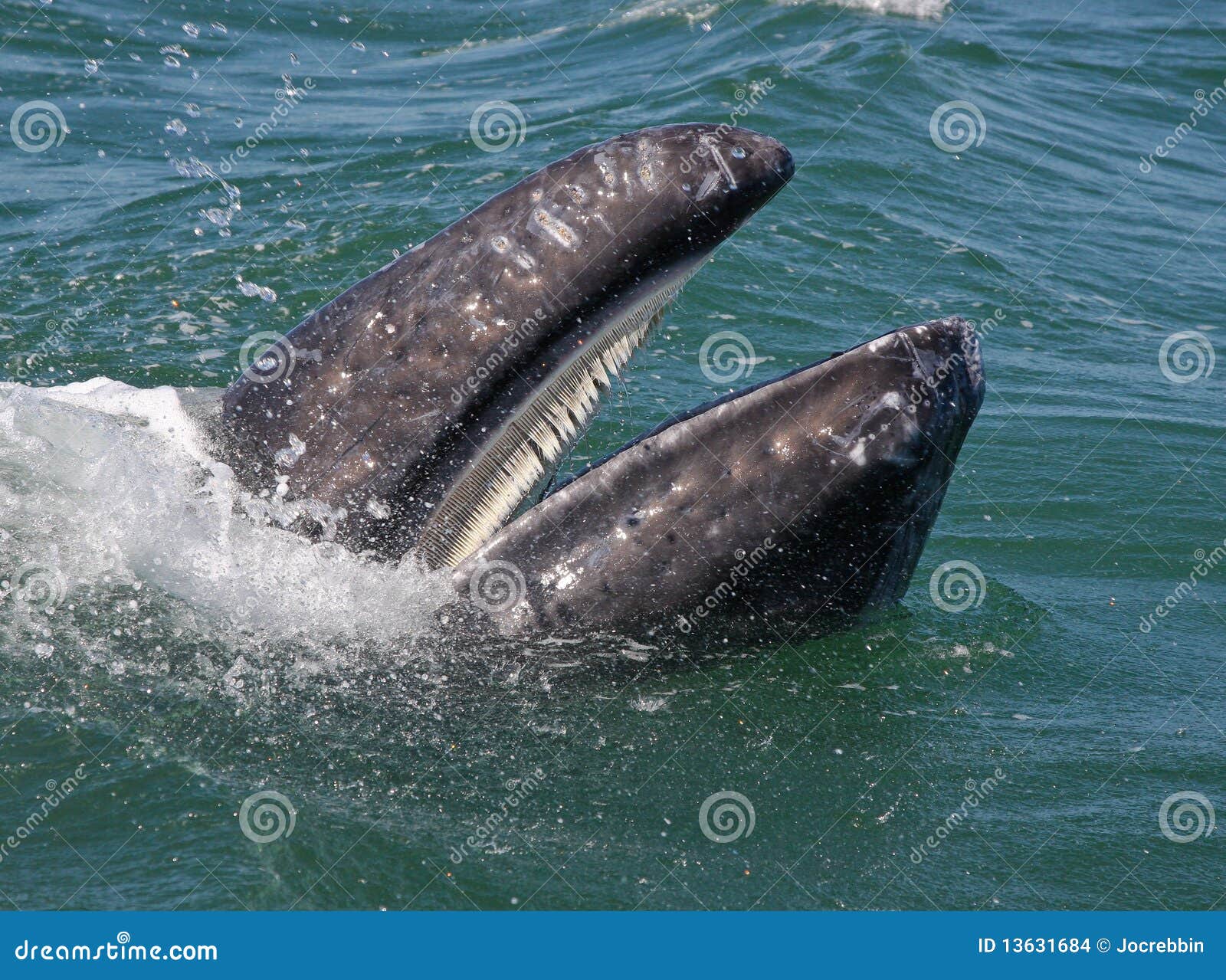 Baleen della balena grigia fotografia stock. Immagine di morbido - 13631684