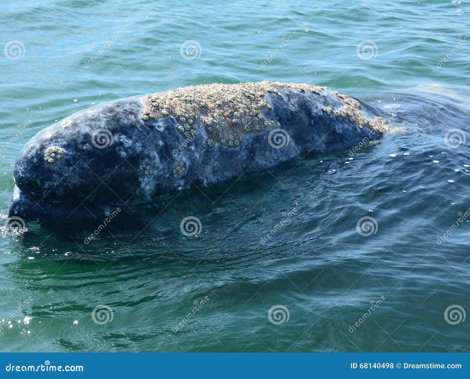 Baleia cinzenta foto de stock. Imagem de méxico, fêmea - 68140498