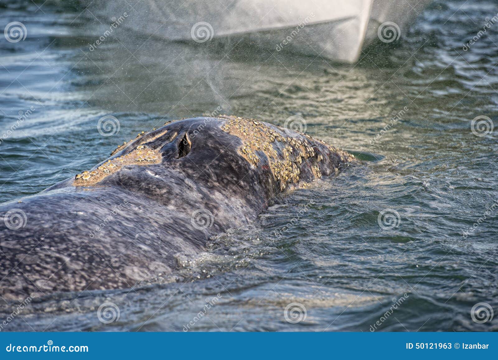 Baleia Cinzenta Ao Fundir Para Respirar Imagem de Stock - Imagem de ...