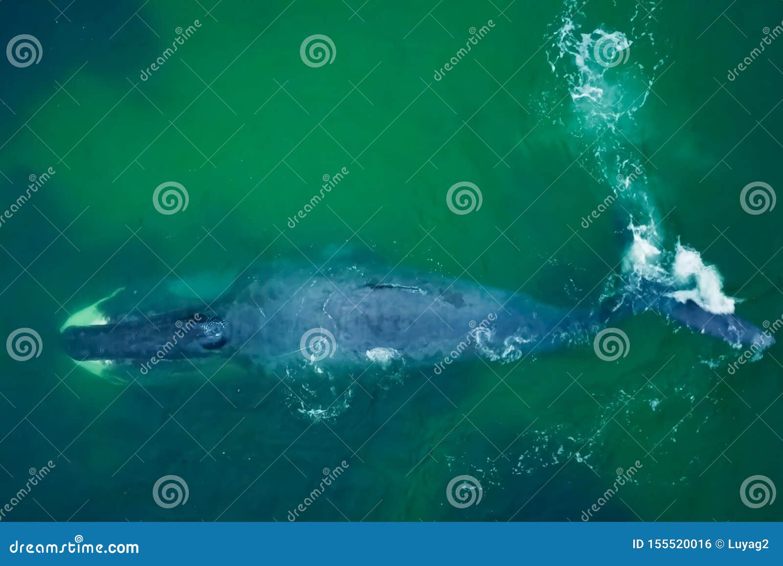 Baleia Cinzenta No Oceano Superficial. Baleia Foto de Stock - Imagem de ...