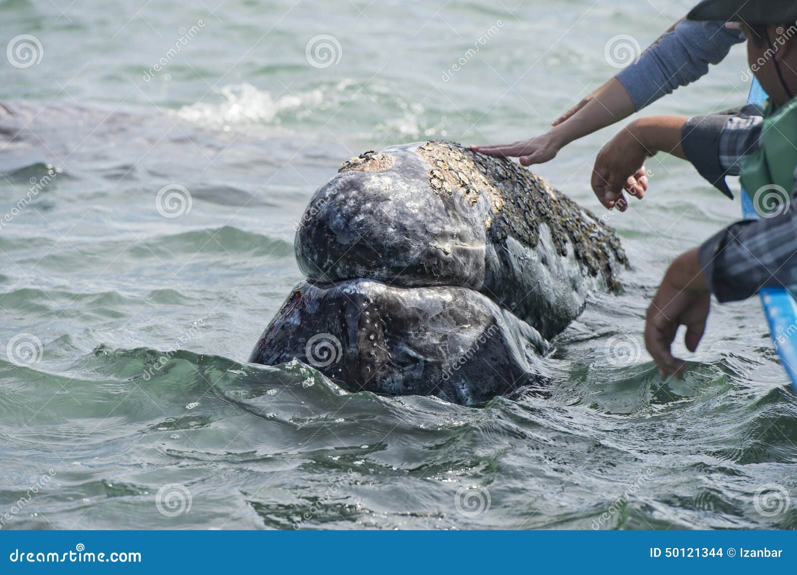 Baleia Cinzenta Que Aproxima Um Barco Foto de Stock - Imagem de lucas ...