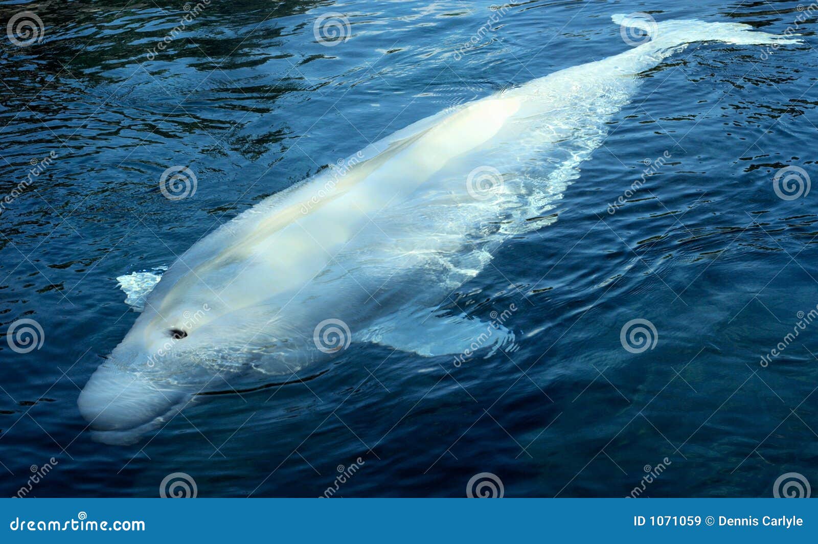 Baleine 2 de beluga image stock. Image du soufflure, aquarium - 1071059