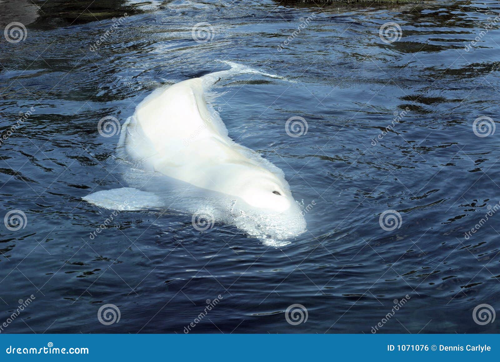 Baleine de beluga photo stock. Image of froid, poissons - 1071076