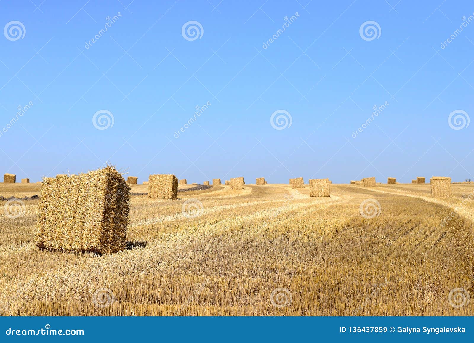Balen van stro stock afbeelding. Image of zomer, landschap - 136437859