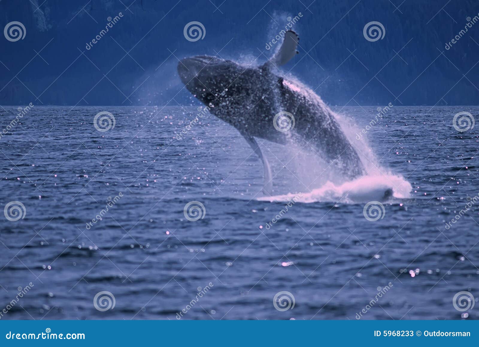 Balena immagine stock. Immagine di aperto, violazione - 5968233