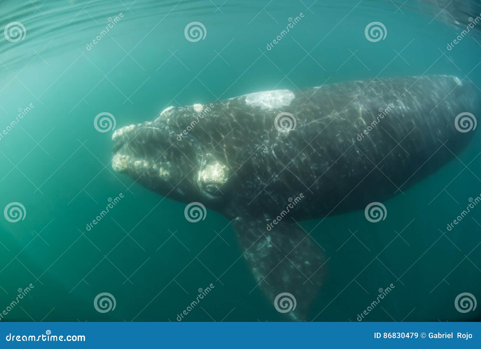 Balena immagine stock. Immagine di turistico, lista, destinazione ...