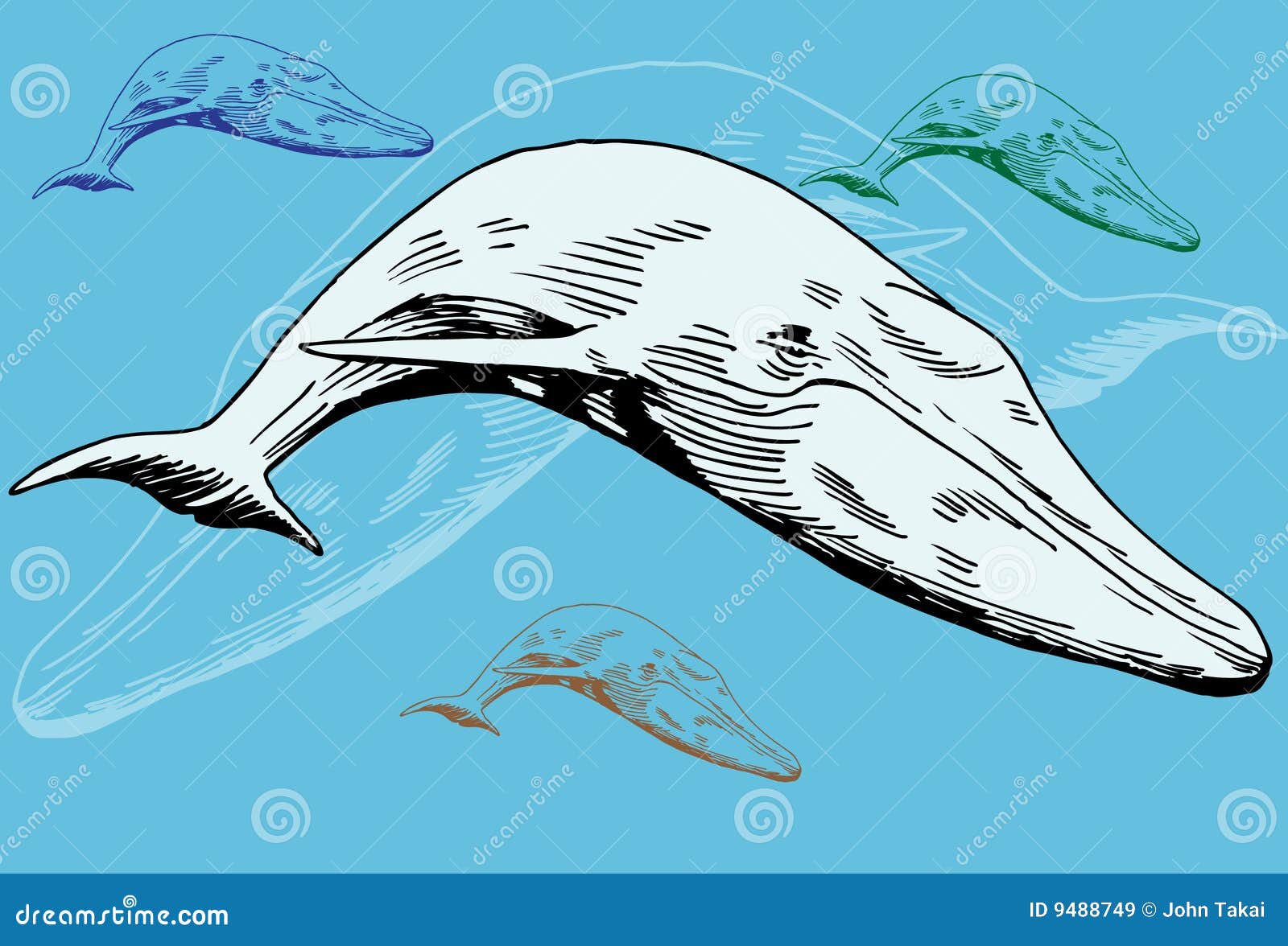 Balena illustrazione vettoriale. Illustrazione di realistico - 9488749