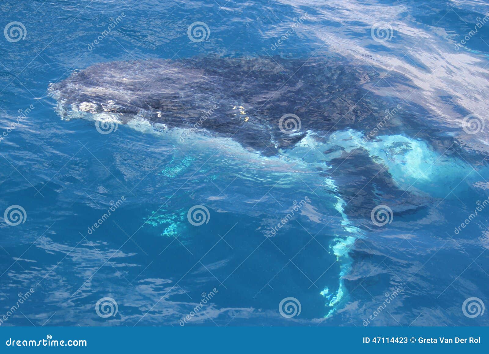 Balena attraverso l'acqua immagine stock. Immagine di fruscio - 47114423