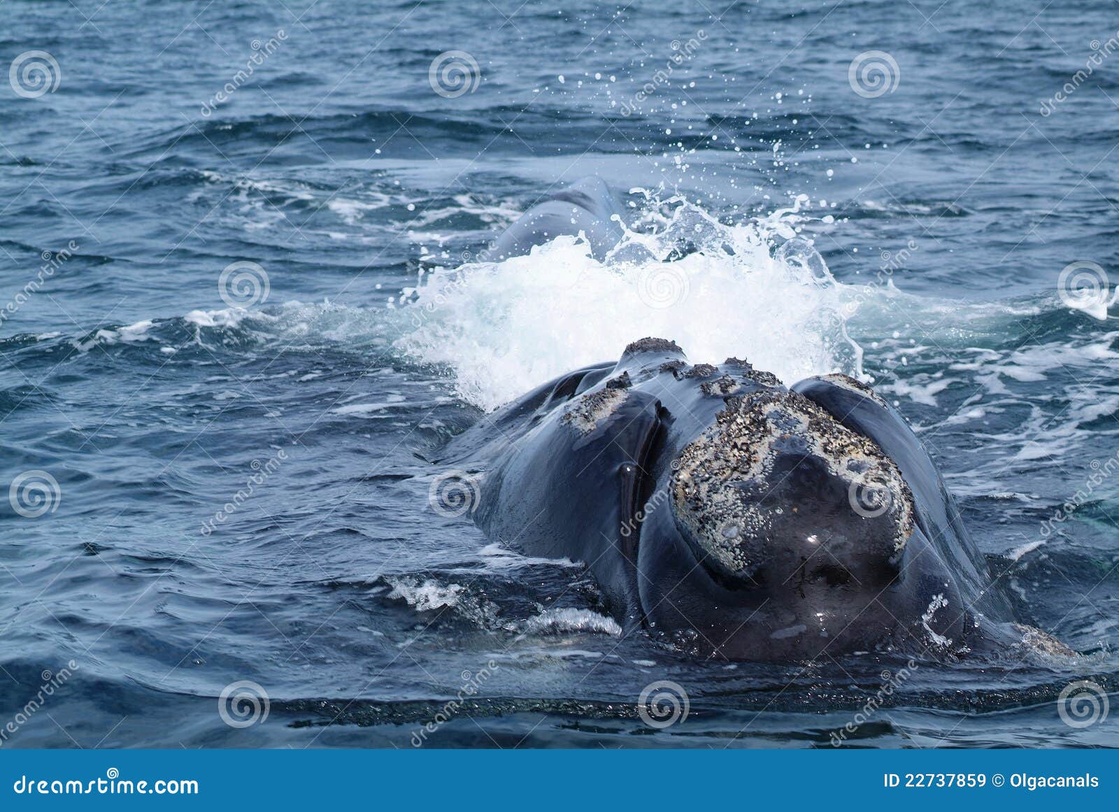 Balena australe immagine stock. Immagine di marino, natura - 22737859