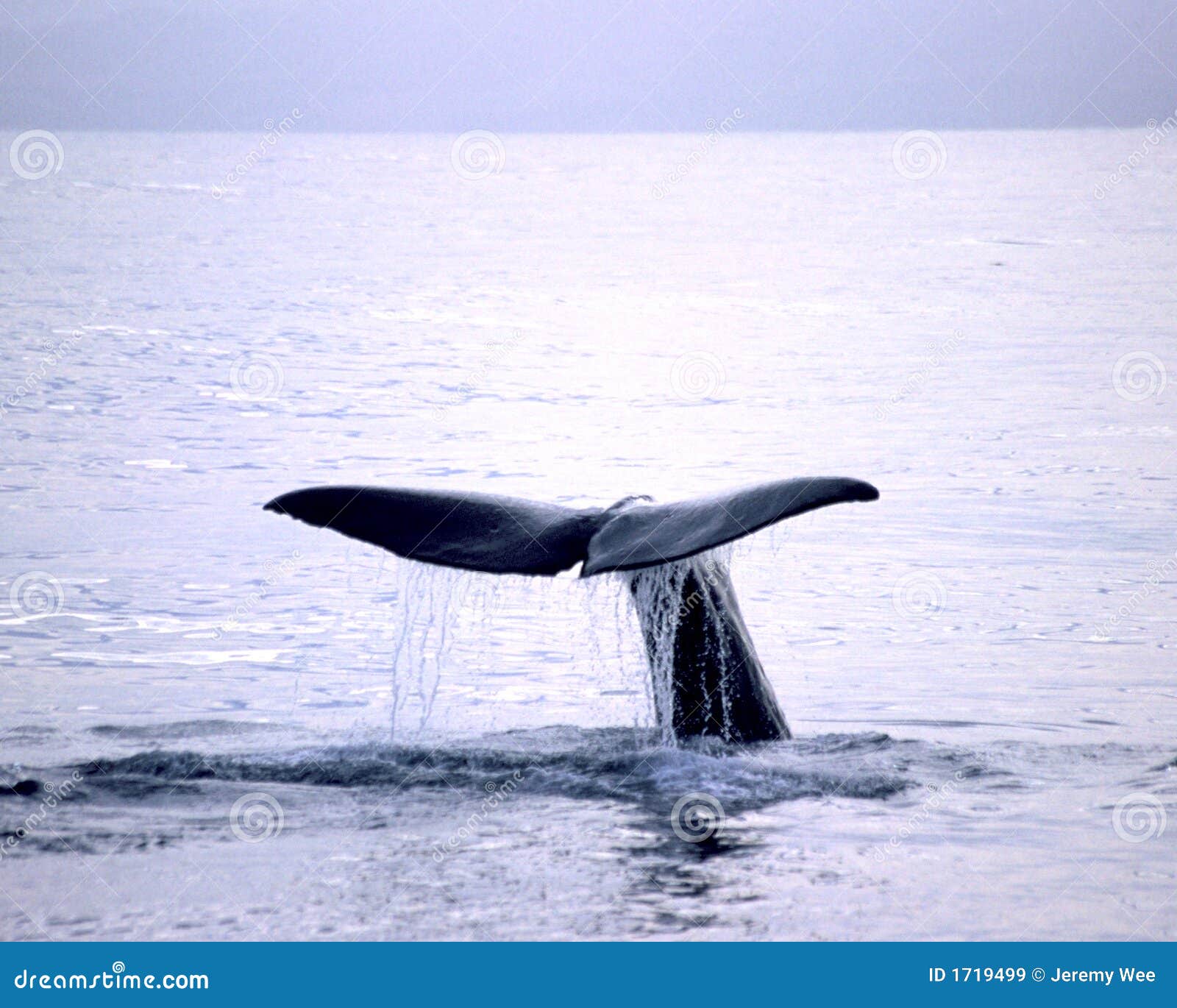 Balena blu immagine stock. Immagine di balena, esterno - 1719499