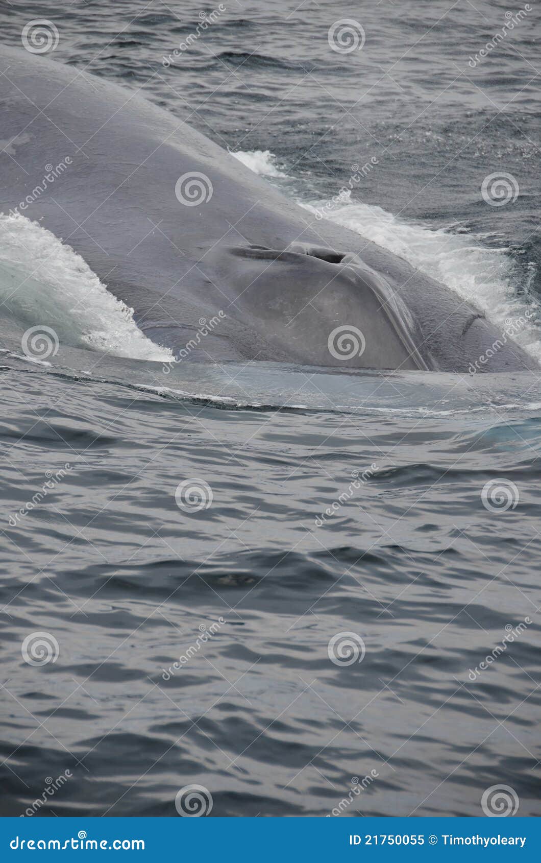 Balena blu immagine stock. Immagine di nave, natura, oceano - 21750055