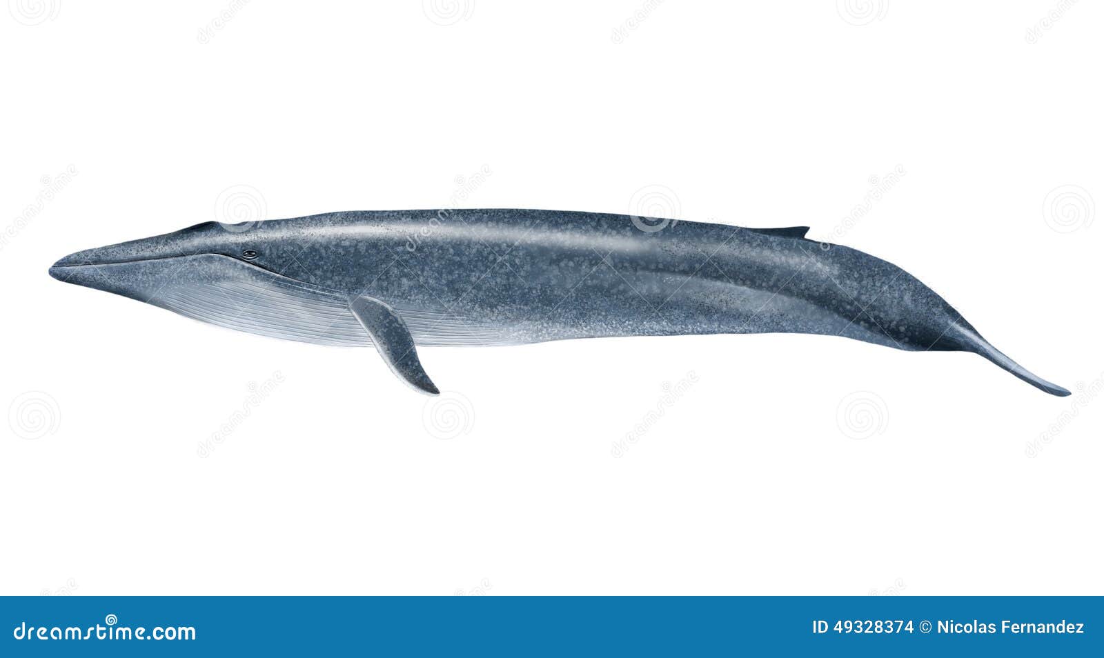 Balena blu illustrazione di stock. Illustrazione di aletta - 49328374