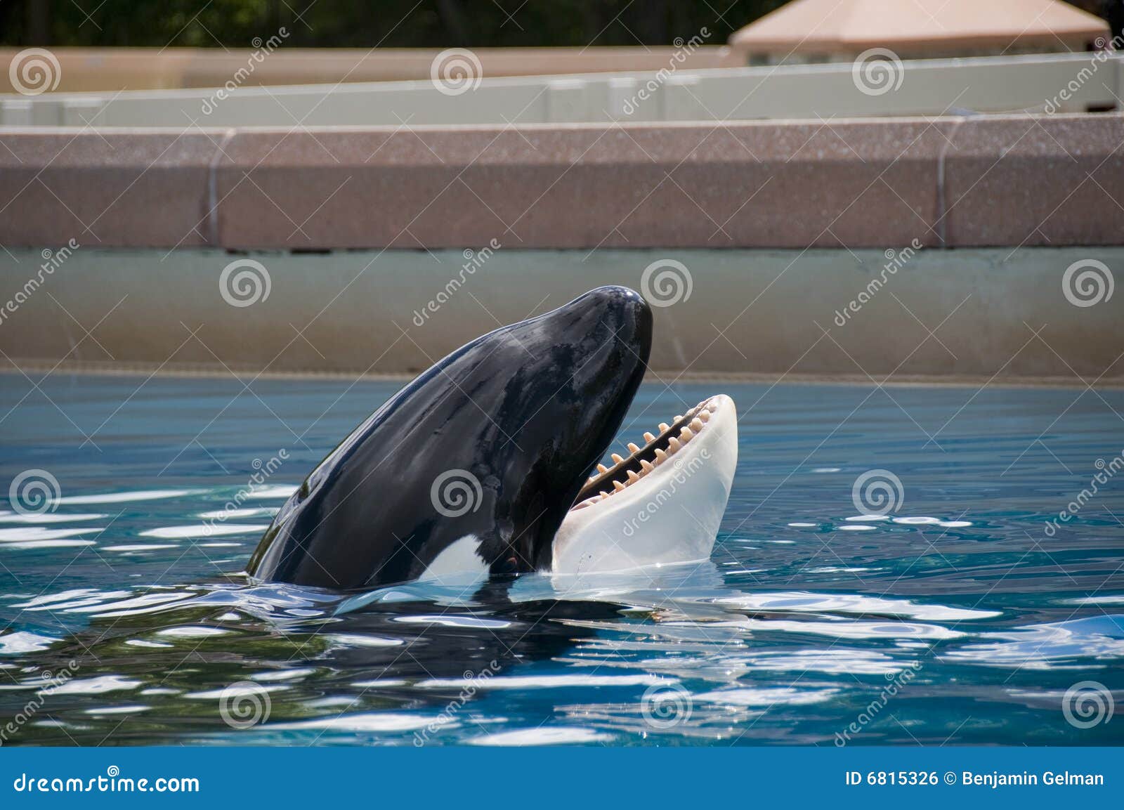 Balena blu in oceanarium fotografia stock. Immagine di singolo - 6815326