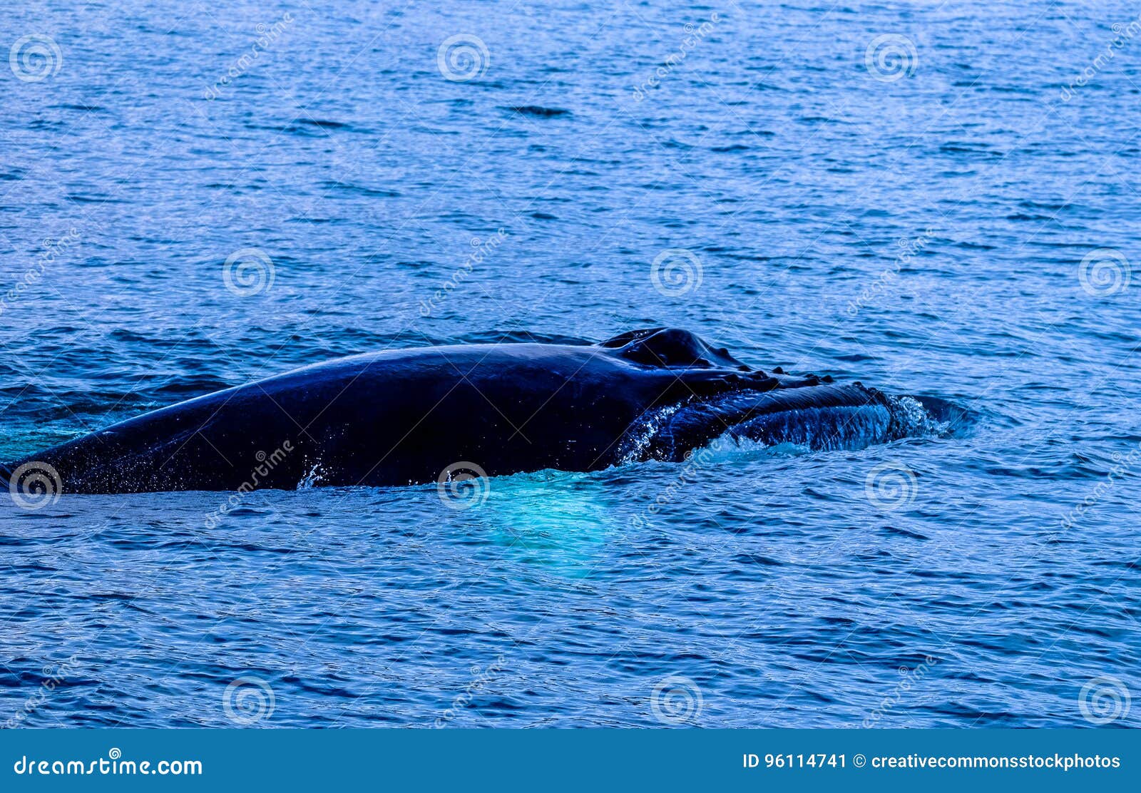 Balena Che Emerge Dal Mare Immagine. Immagine: 96114741