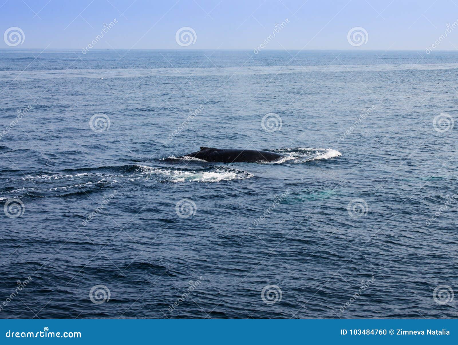 Balena Che Soffia Nell'Oceano Atlantico Fotografia Stock - Immagine di ...