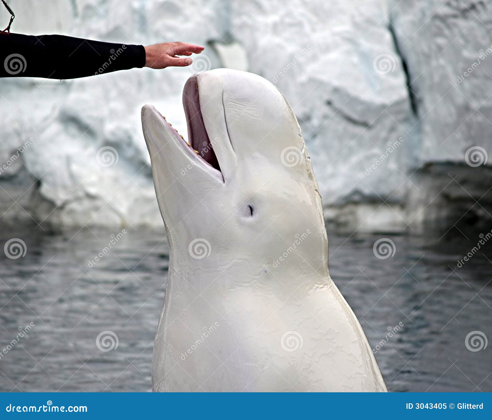 Balena del beluga immagine stock. Immagine di prigioniero - 3043405