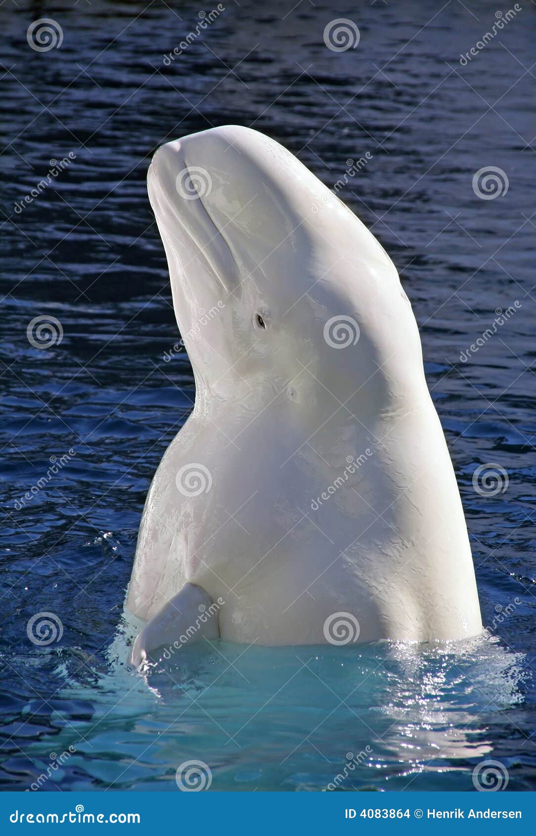 Balena del beluga fotografia stock. Immagine di superficie - 4083864