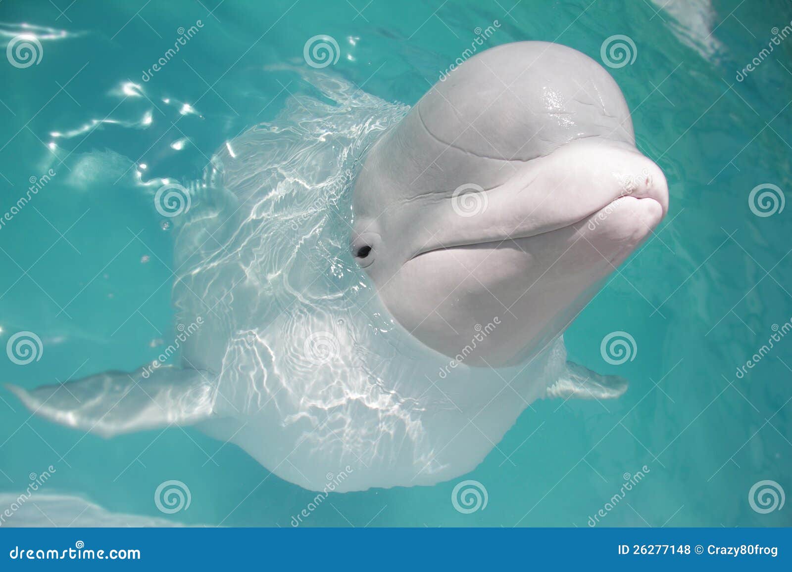 Balena Del Beluga (balena Bianca) Fotografia Stock - Immagine di nord ...