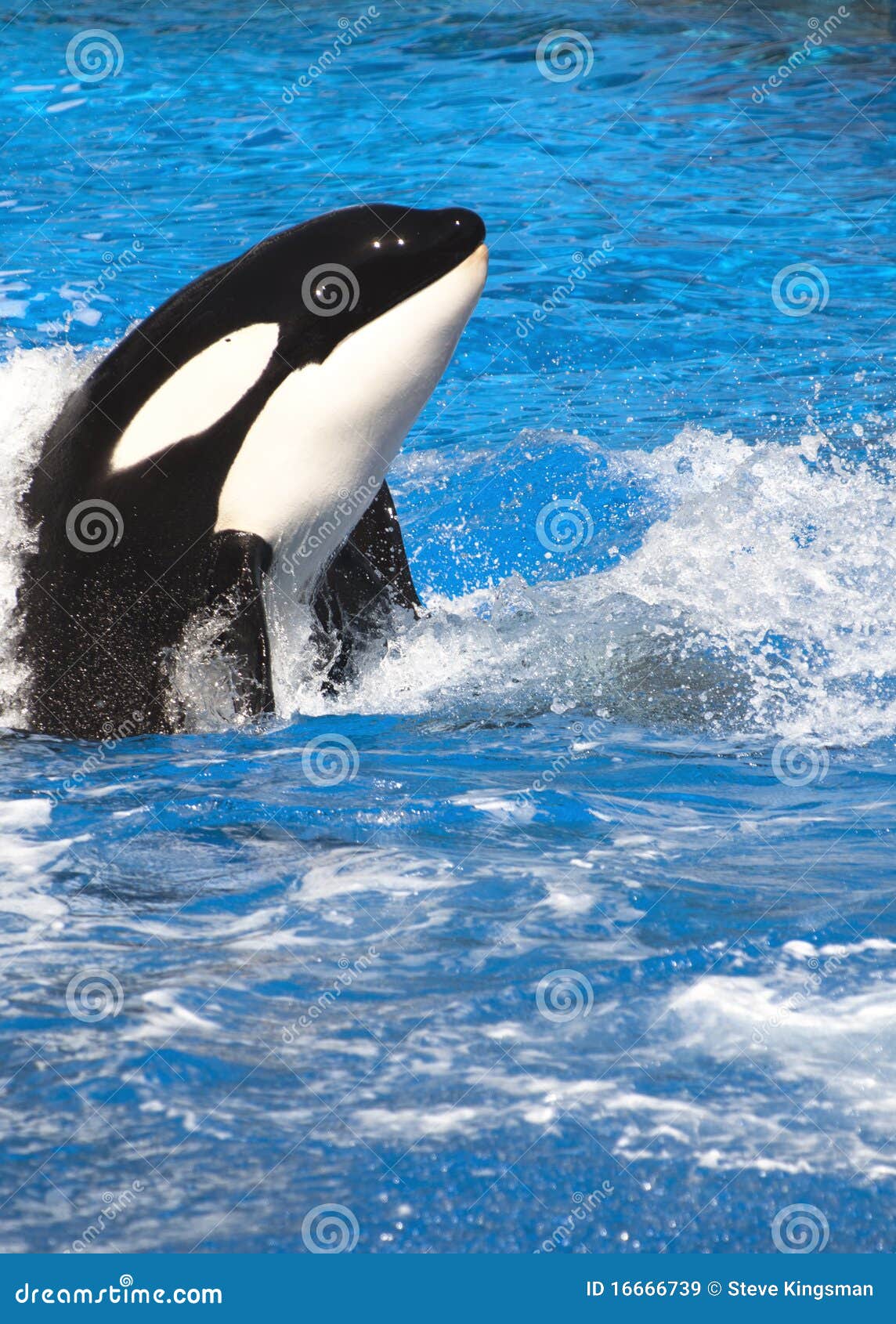 Balena dell'orca immagine stock. Immagine di mammifero - 16666739