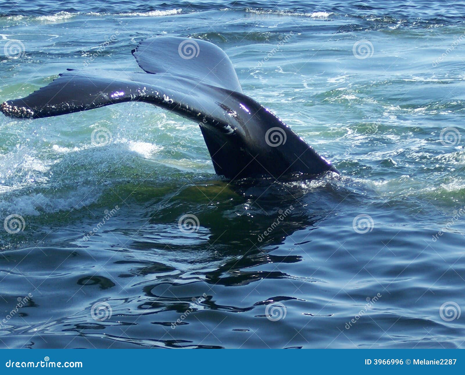 Balena di Humpback fotografia stock. Immagine di oceano - 3966996