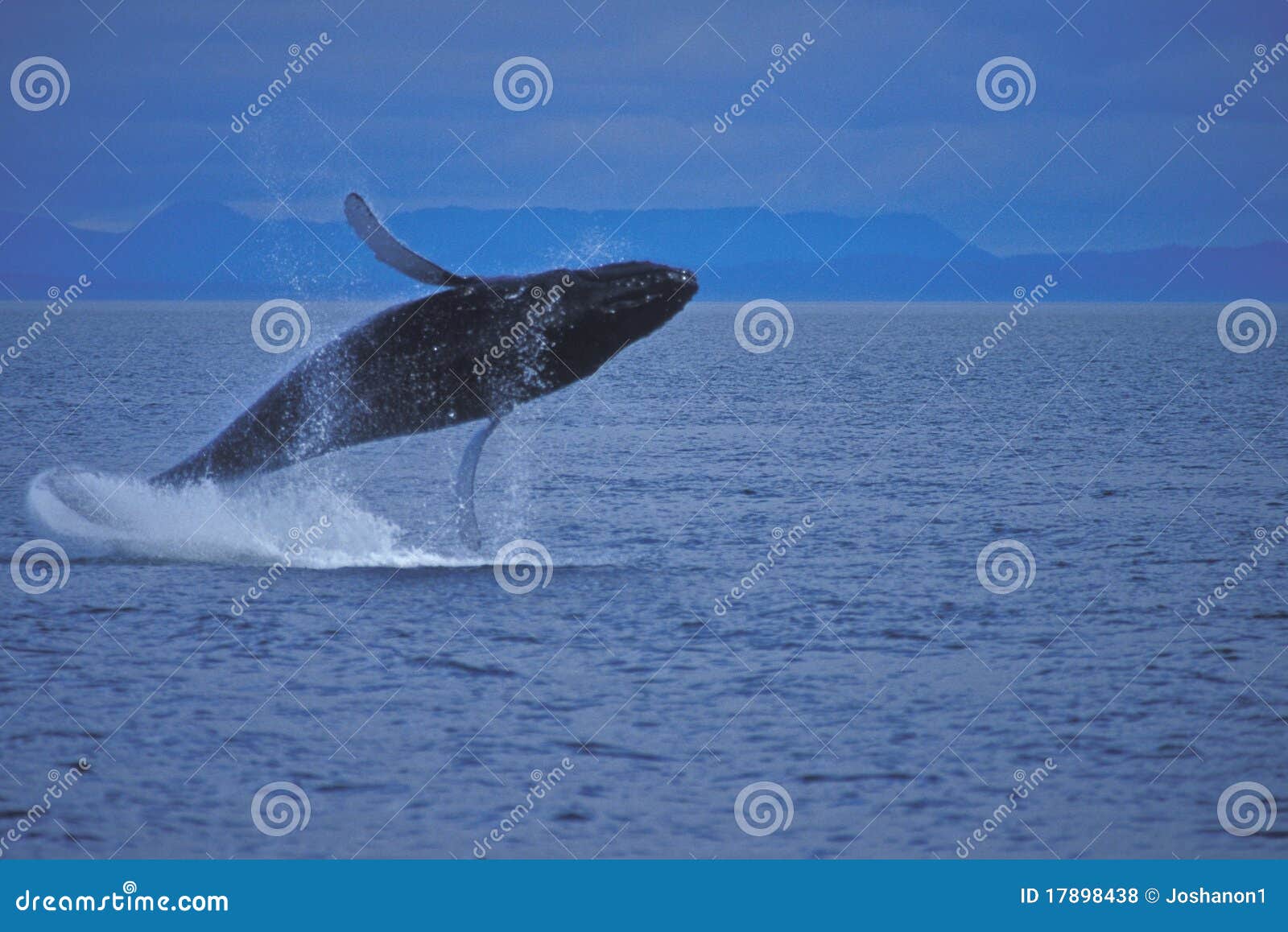 Balena Di Humpback Che Apre Un Varco Acqua. Fotografia Stock - Immagine ...