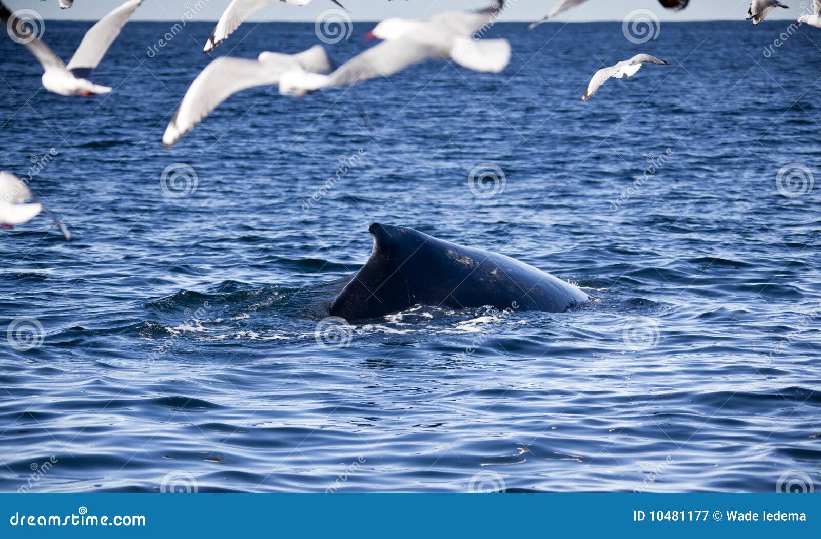 Balena Di Humpback Circondata Dal Volo Della Flock Seagulls Immagine ...