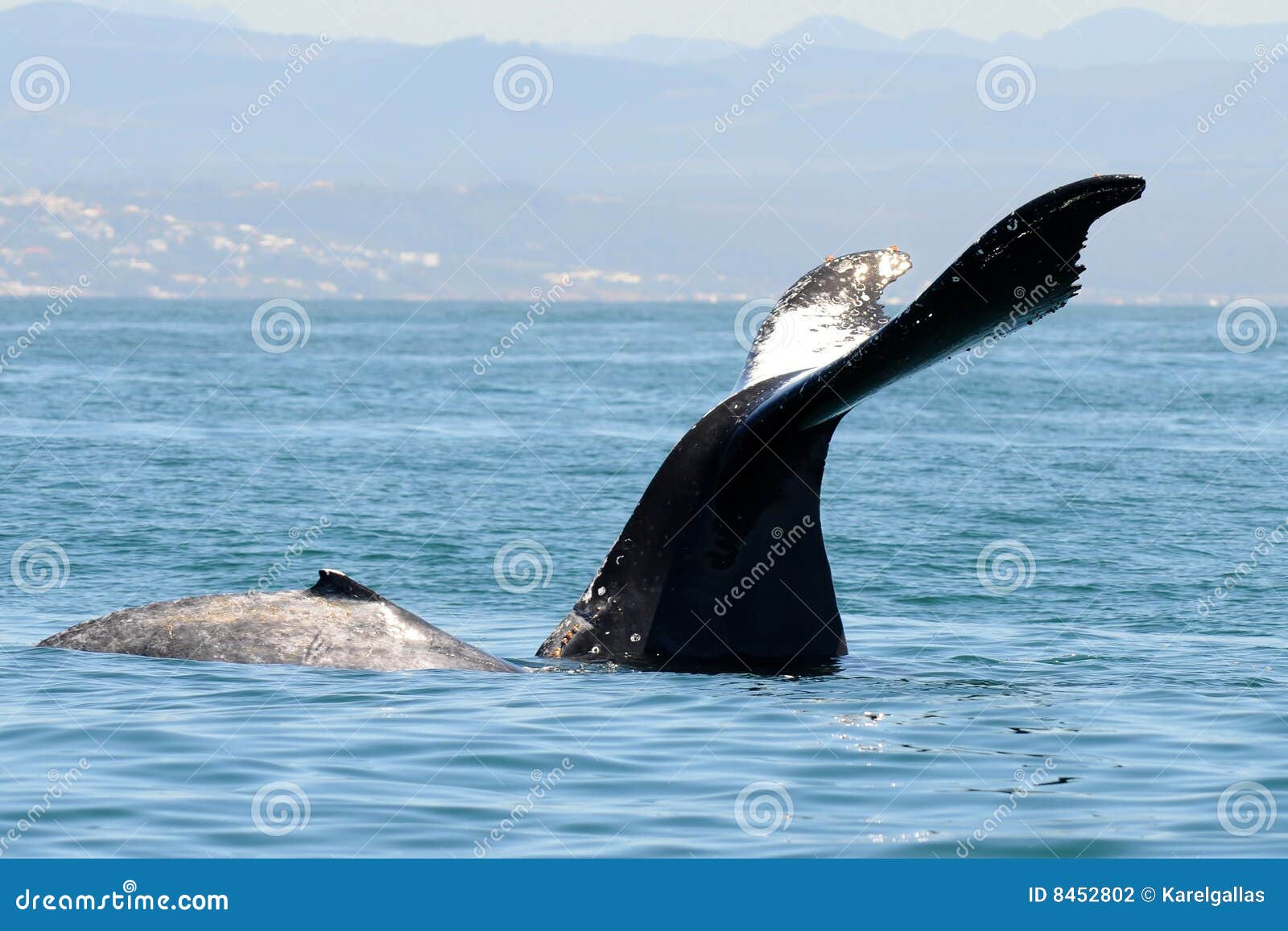 Balena Di Humpback Con 3 Mesi Di Vitello Fotografia Stock - Immagine di ...