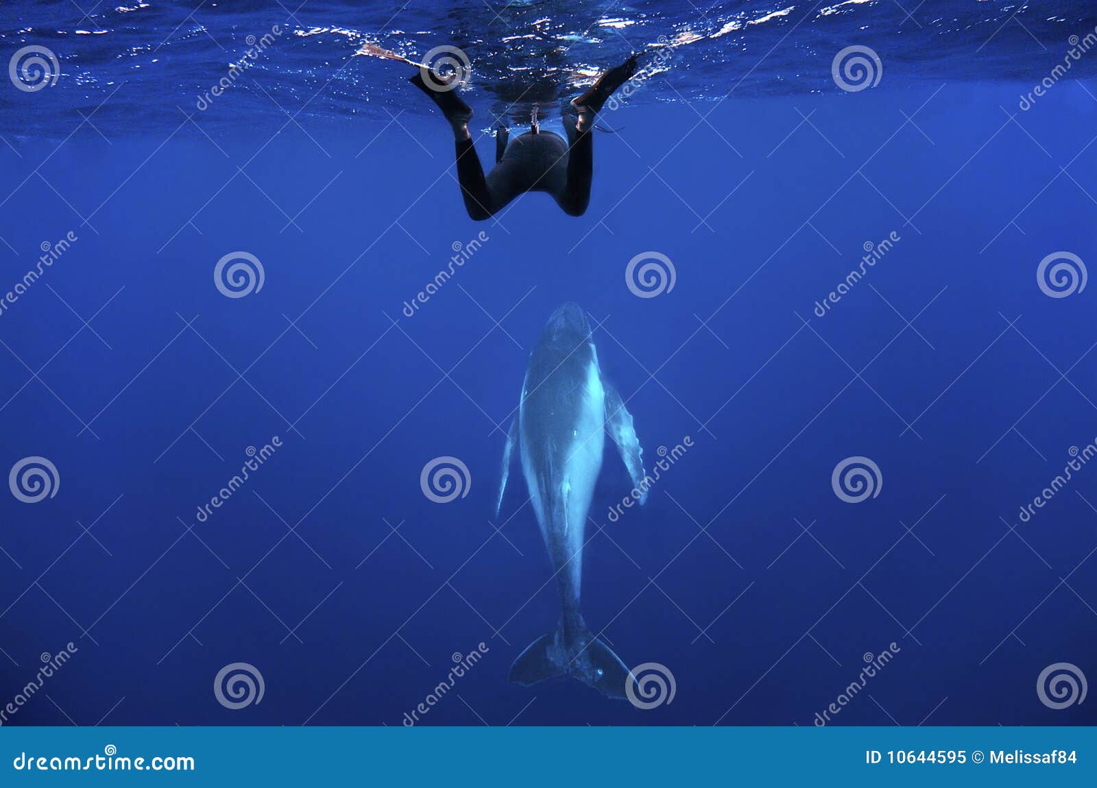 Balena Di Humpback E Snorkeler Immagine Stock - Immagine di vita ...